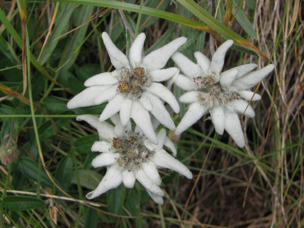 Flori celebre din muntii Romaniei – Profu' de geogra'