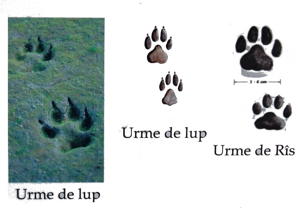 Lupul (Canius lupus) | Profu' de geogra'