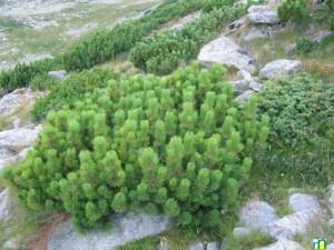 Vegetatia Romaniei | Profu' de geogra'