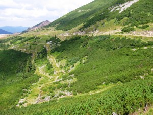 Vegetatia Romaniei | Profu' de geogra'