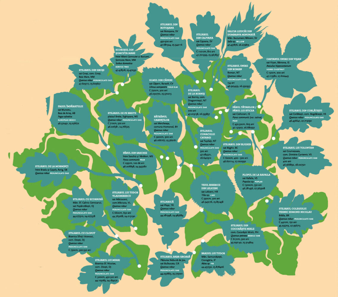 Cei mai batrani copaci din Romania | Profu' de geogra'