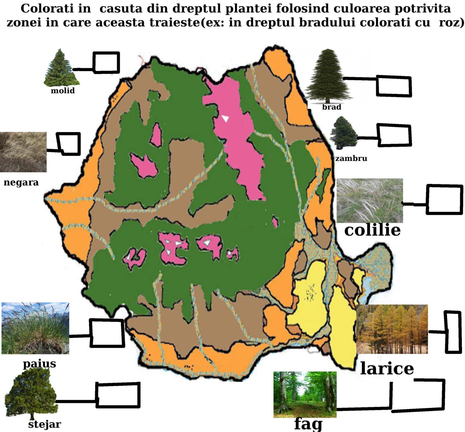 Vegetatia Romaniei fisa de evaluare | Profu' de geogra'