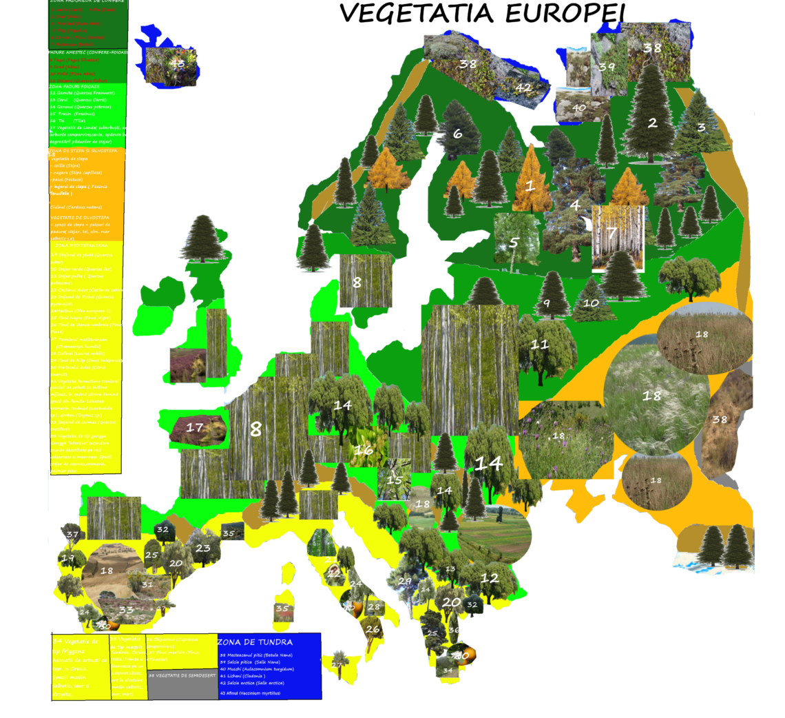 Zonele biogeografice din Europa | Profu' de geogra'